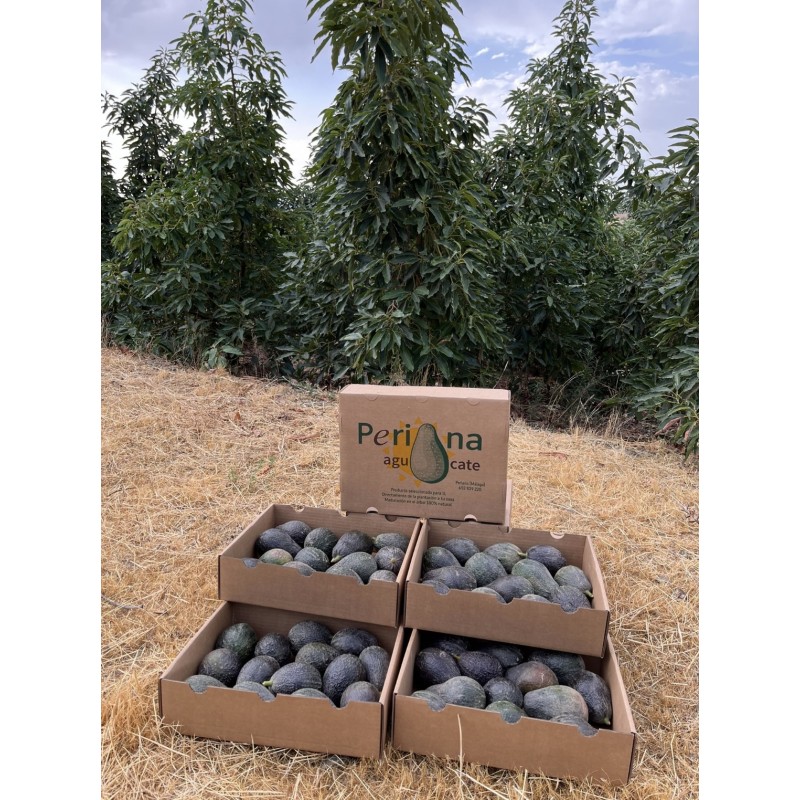 Aguacate Bacon Caja de 4kg 4,50€/Kg